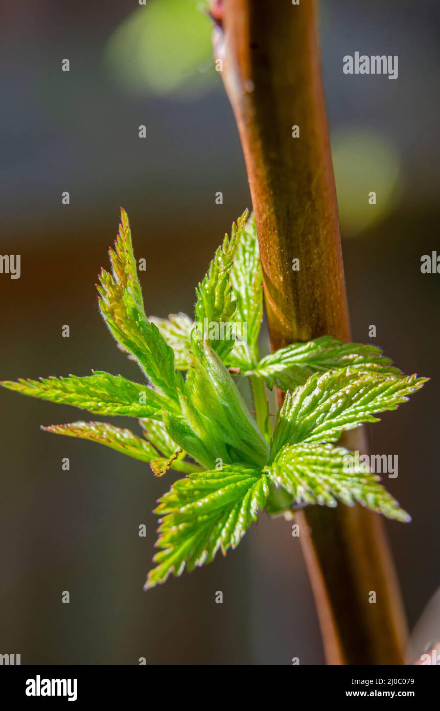 New shoots on a raspberry cane in spring Stock Photo - Alamy