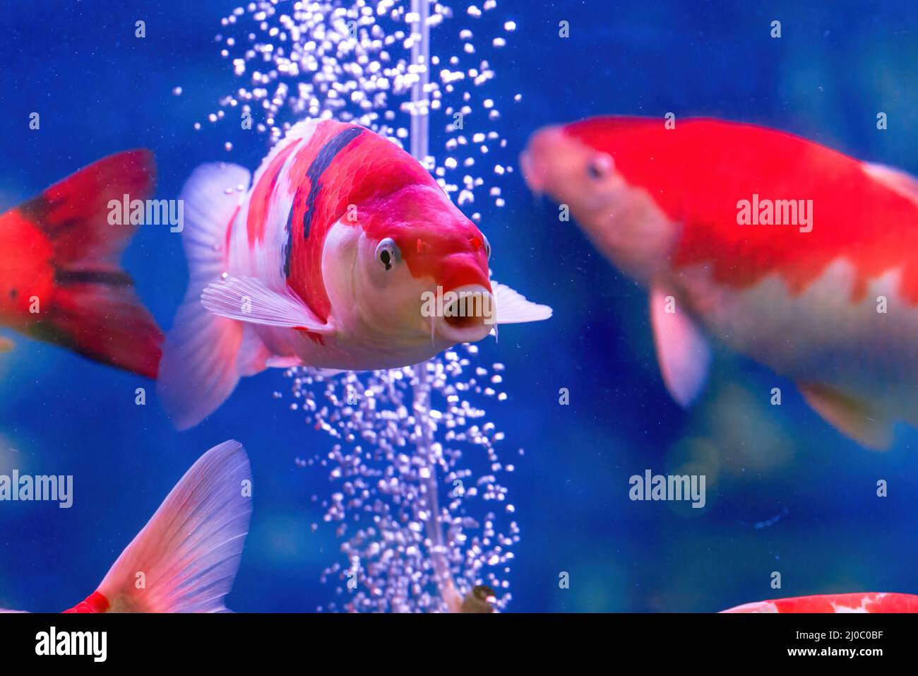 Tank raised fish hi-res stock photography and images - Alamy