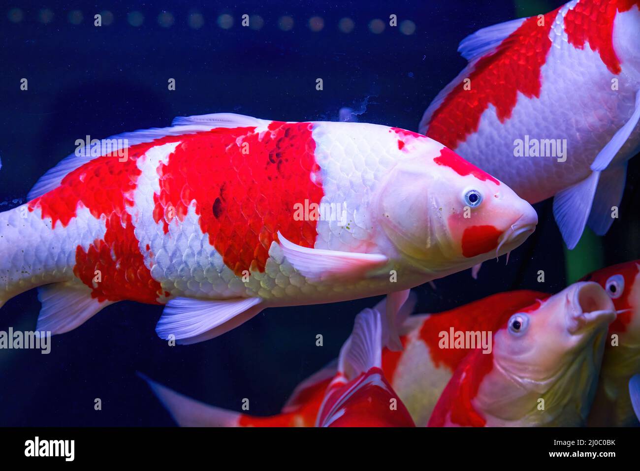 Close-up of big koi raised in fish tank Stock Photo - Alamy