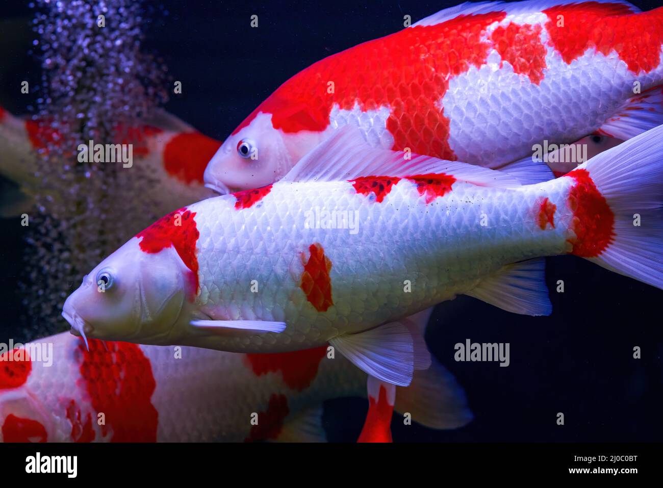 Koi swimming in big pond hi-res stock photography and images - Alamy