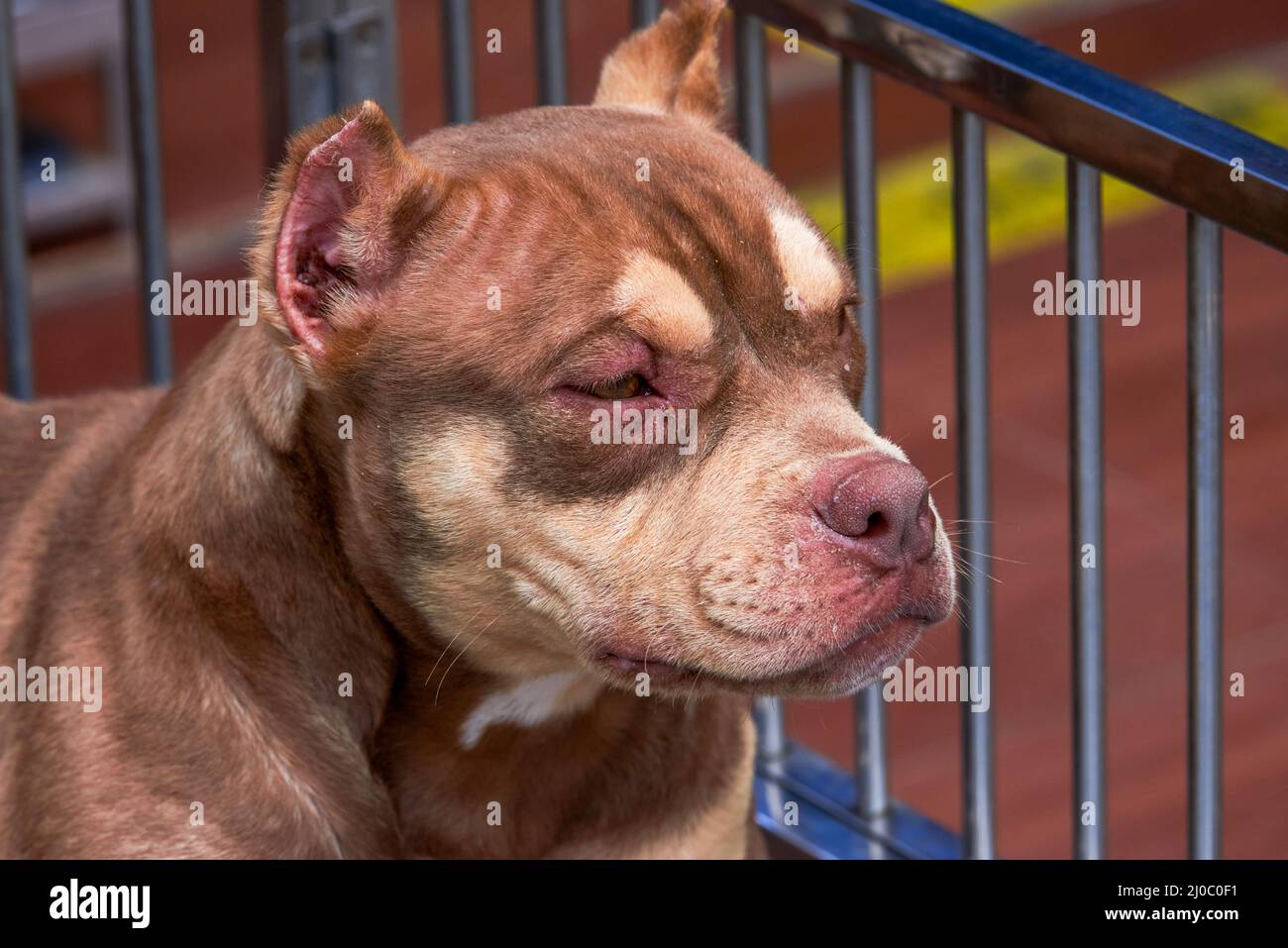Mighty dog hi-res stock photography and images - Alamy
