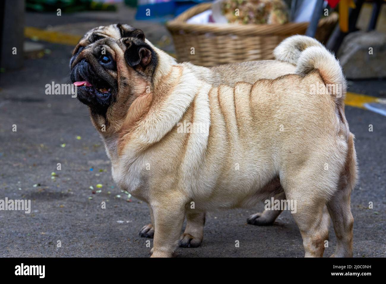 Two purebred pugs portrait hi-res stock photography and images - Alamy