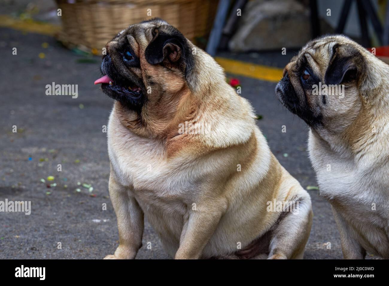 Two purebred pugs portrait hi-res stock photography and images - Alamy