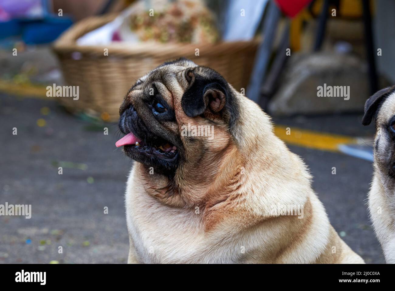 Close up sleeping wolf hi-res stock photography and images - Alamy