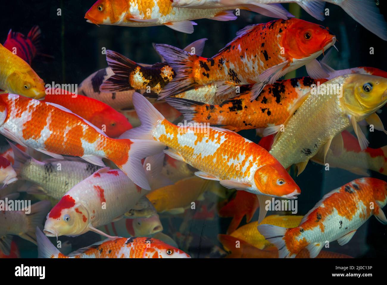 Tank raised fish hi-res stock photography and images - Alamy