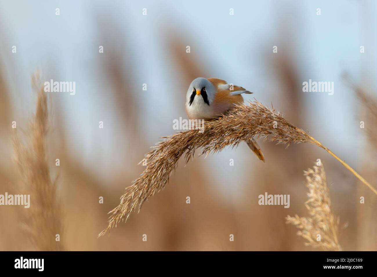 Bird photography, bearded reedling sitting in the reed Stock Photo - Alamy