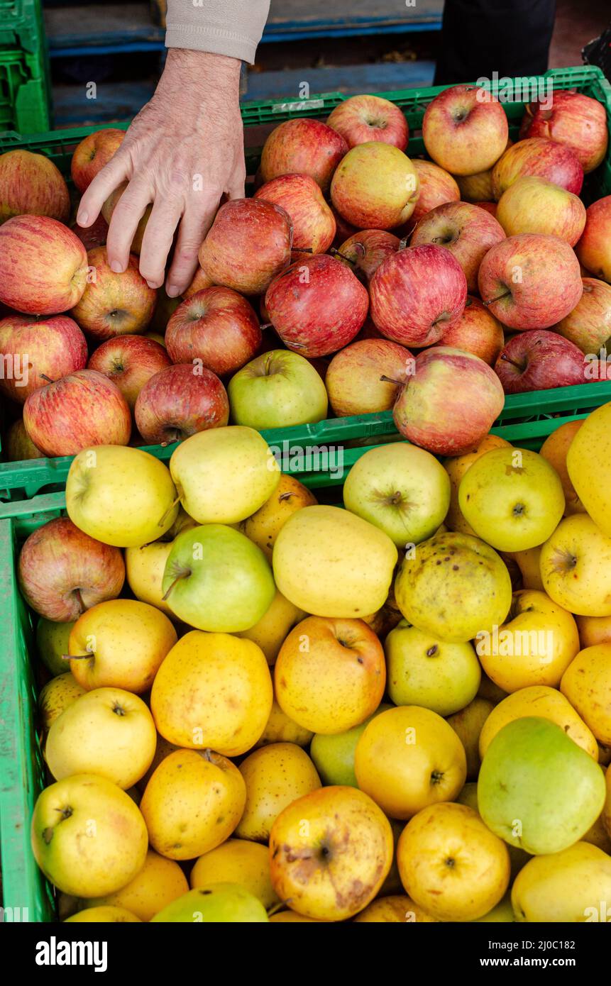 Hand of a man picking apples in a fruit storage room Stock Photo - Alamy