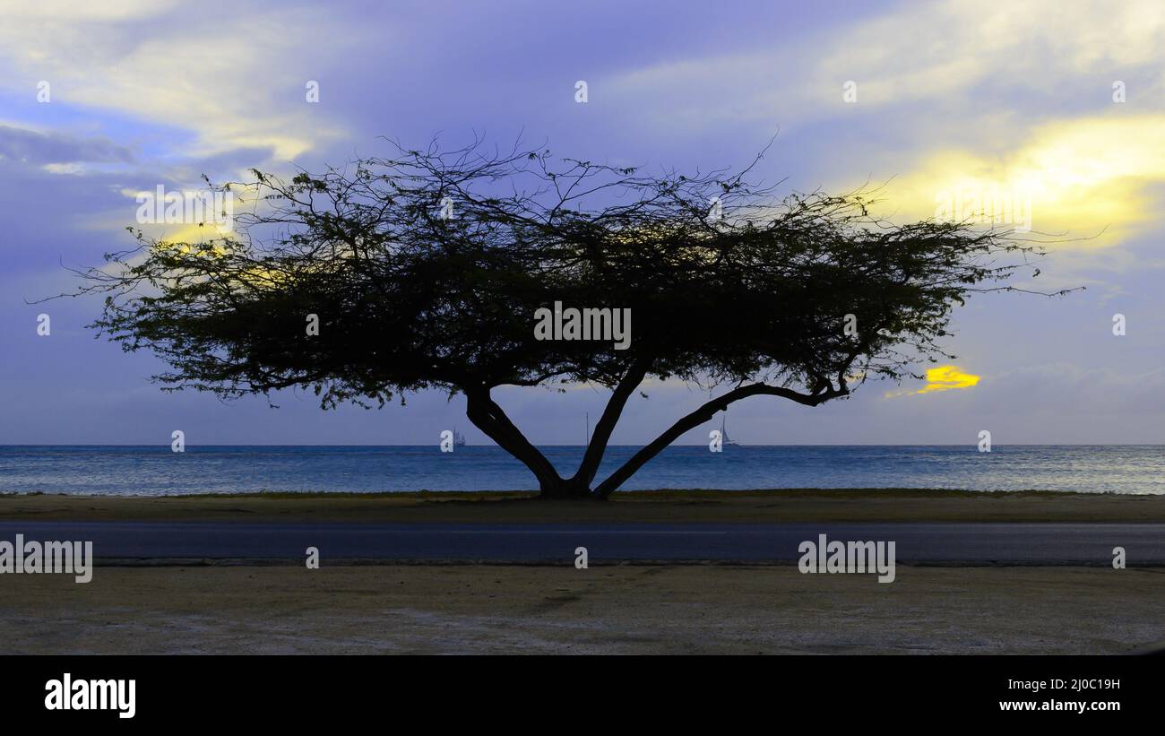 Exotic tree hi-res stock photography and images - Alamy