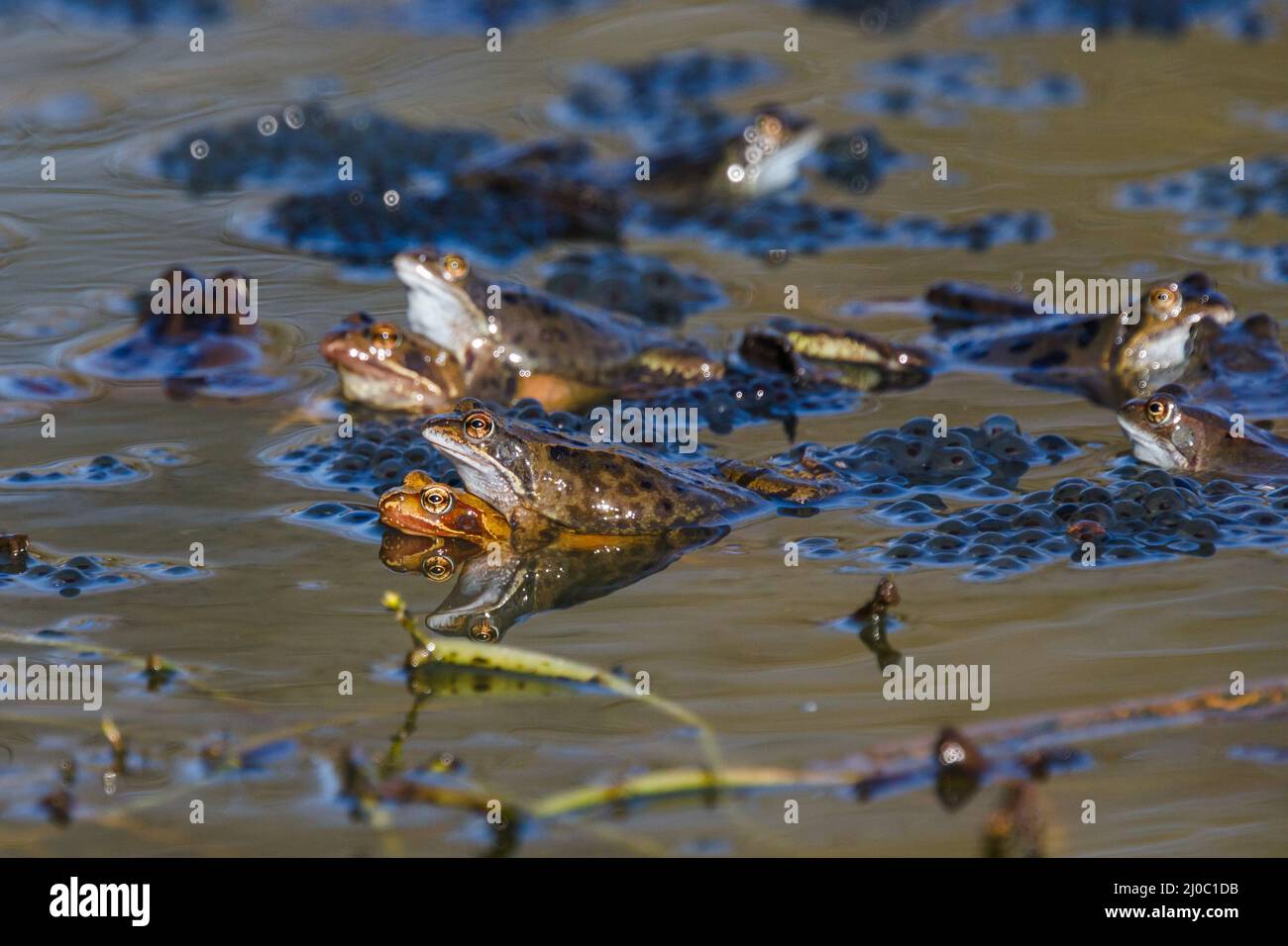 Barn Hill, Wembley Park, UK. 18th March 2022.An army of European common ...