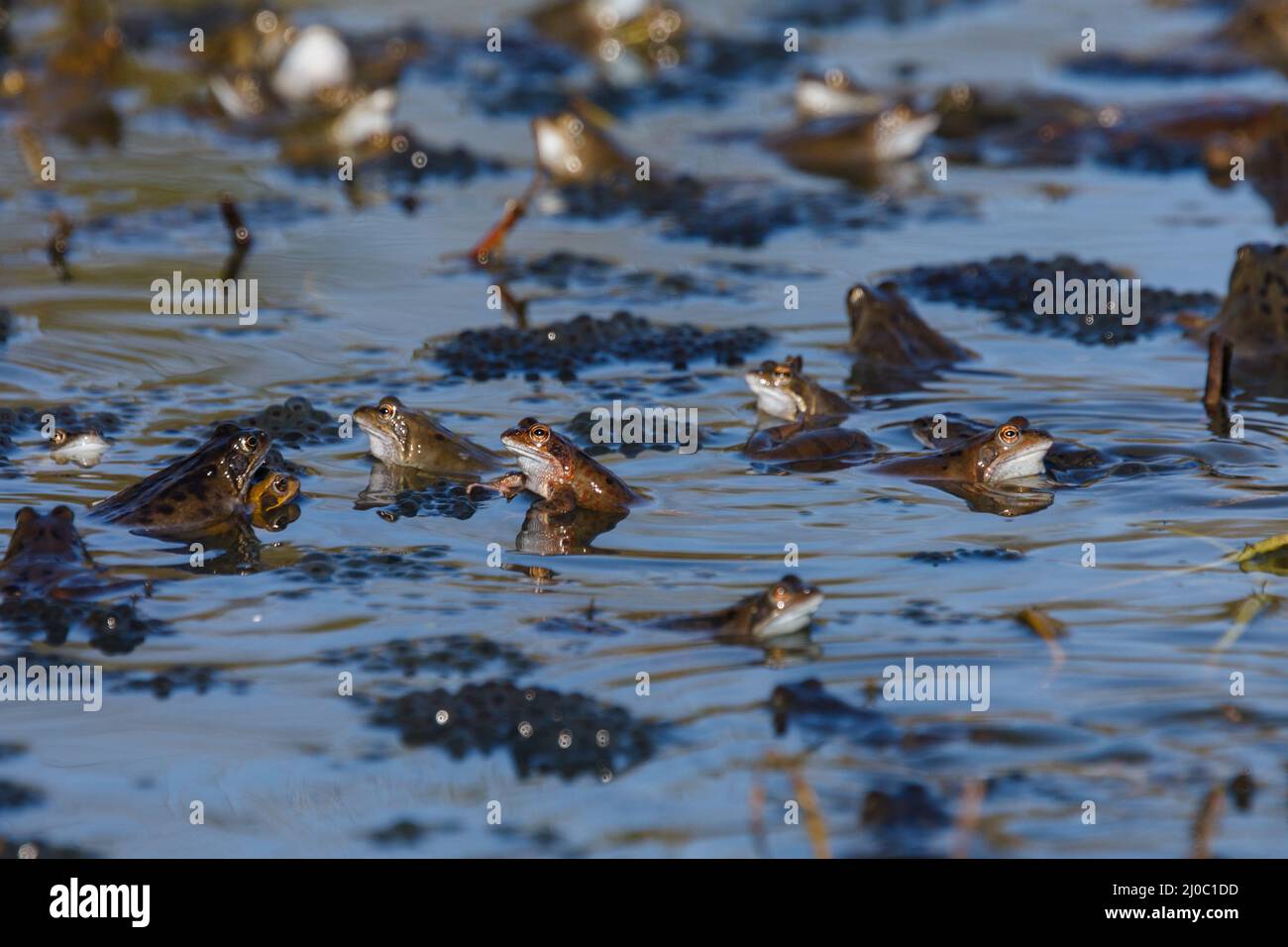 Barn Hill, Wembley Park, UK. 18th March 2022.An army of European common ...