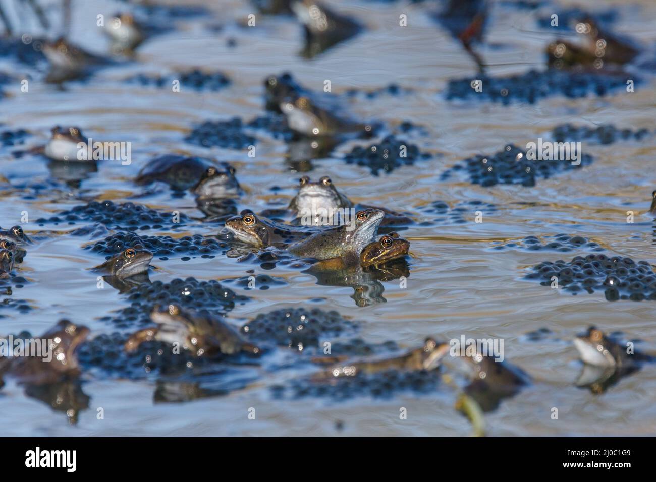 Barn Hill, Wembley Park, UK. 18th March 2022.An army of European common ...