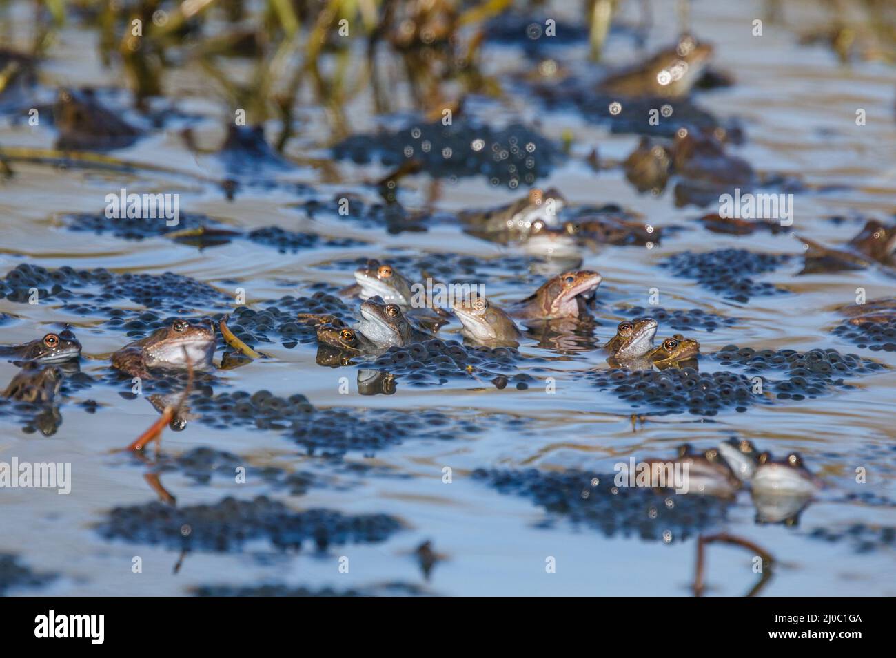 Barn Hill, Wembley Park, UK. 18th March 2022.An army of European common ...