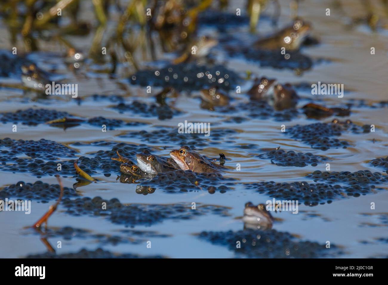 Barn Hill, Wembley Park, UK. 18th March 2022.An army of European common ...