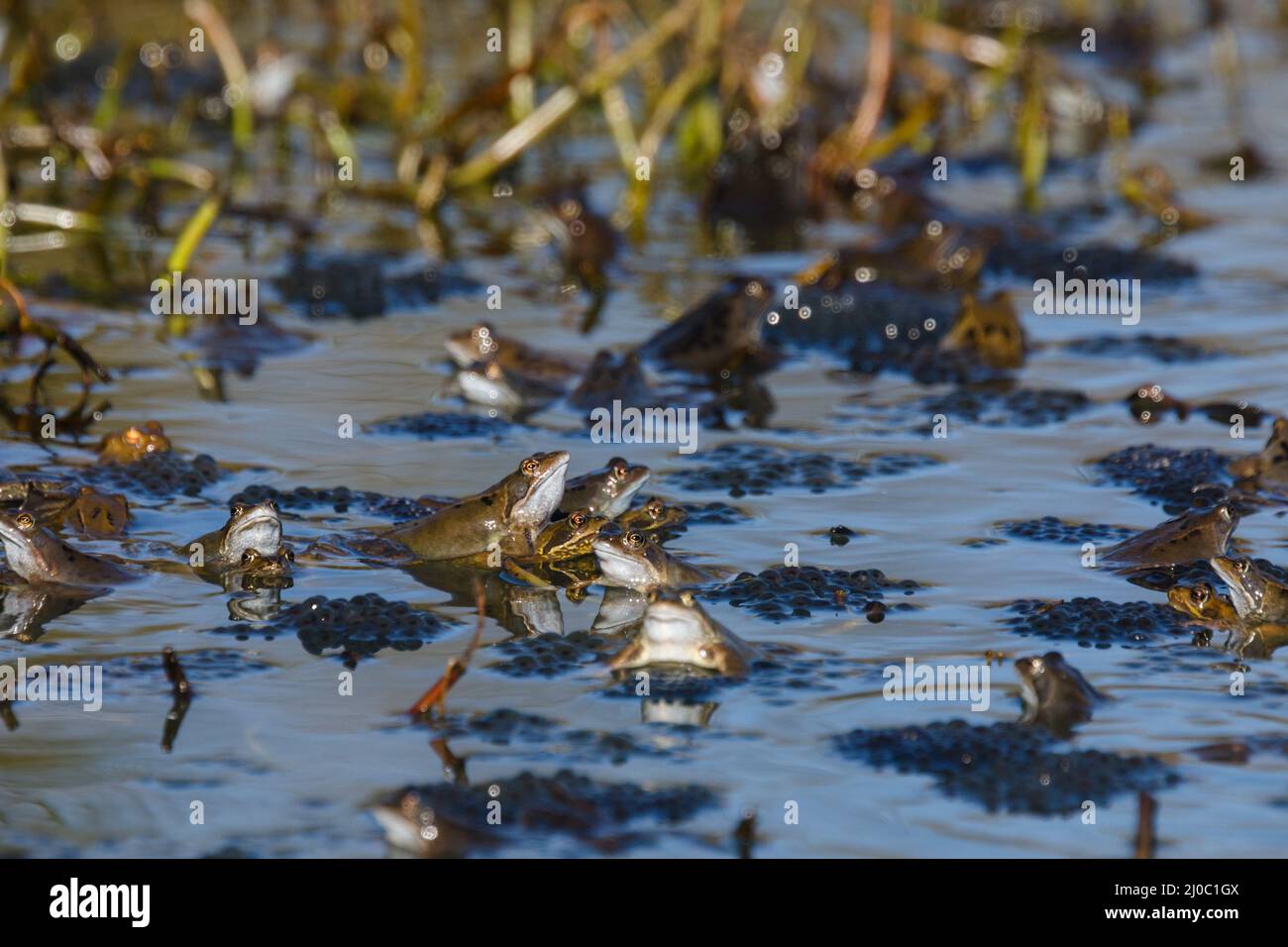 Barn Hill, Wembley Park, UK. 18th March 2022.An army of European common ...