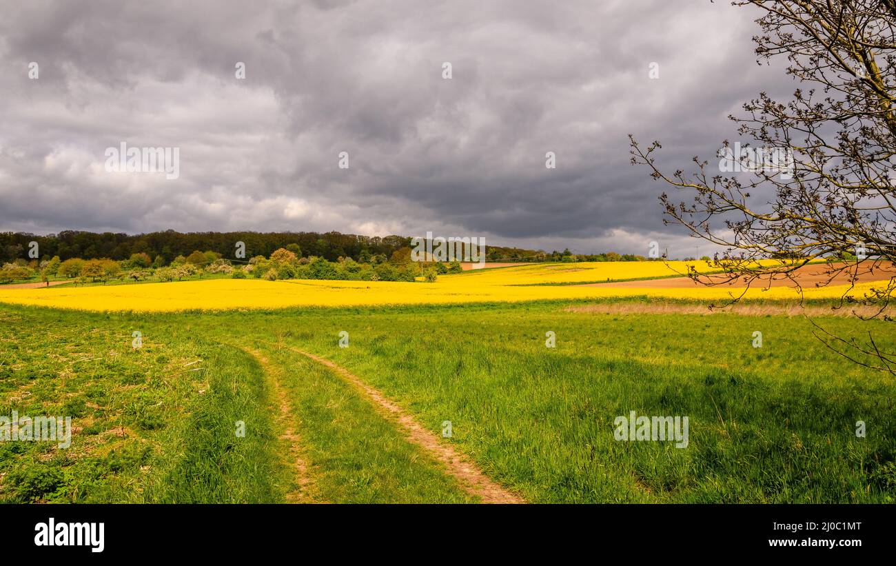 Photo of green and yellow field in germany Stock Photo - Alamy