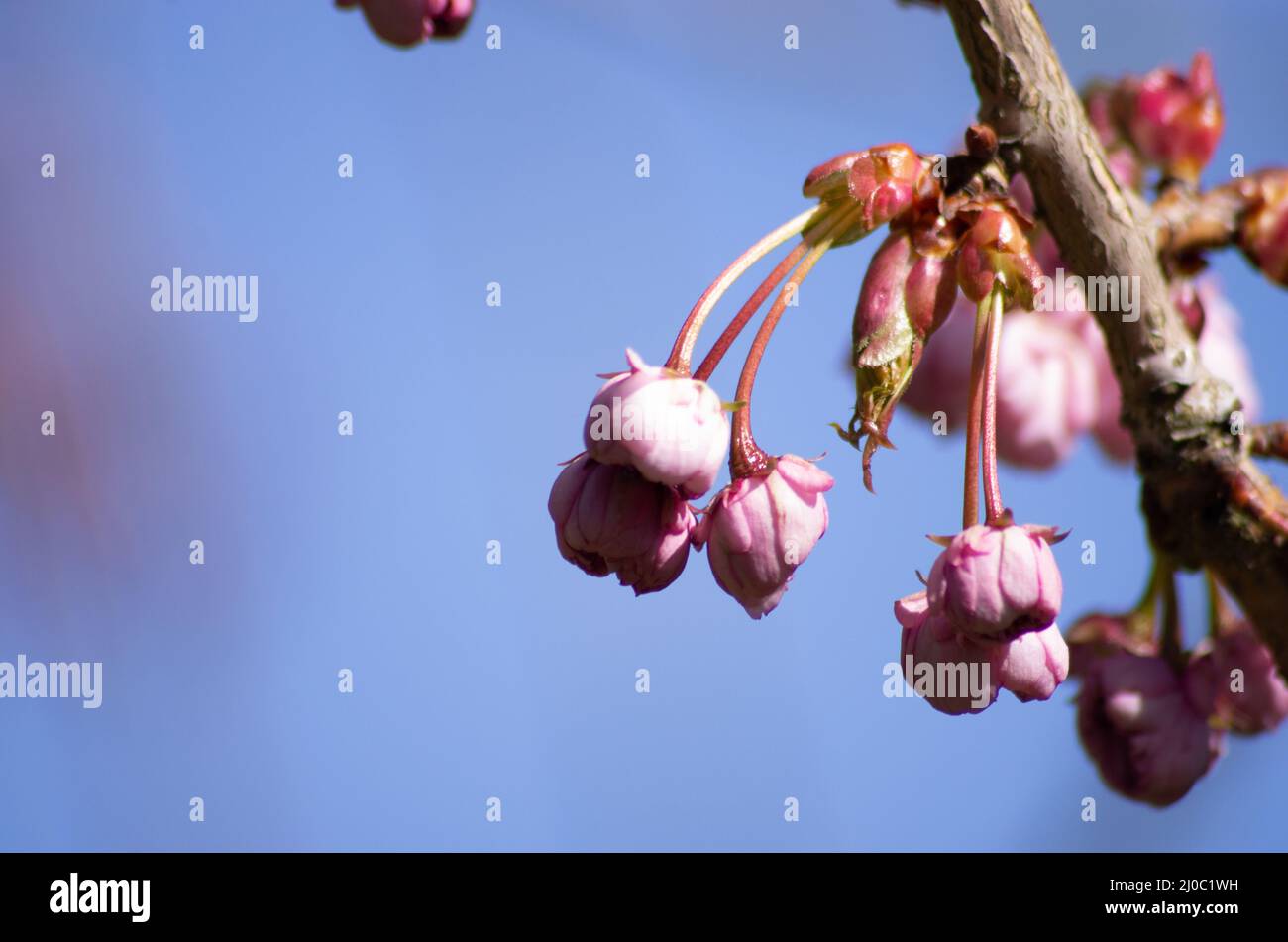 Pink blossom flower buds against a blue sky Stock Photo - Alamy