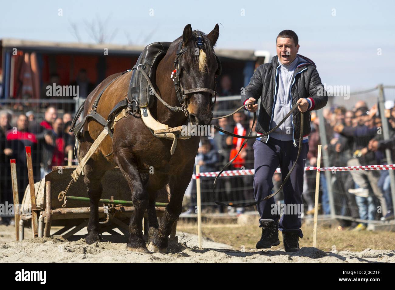 Horse heavy pull tournament Stock Photo - Alamy