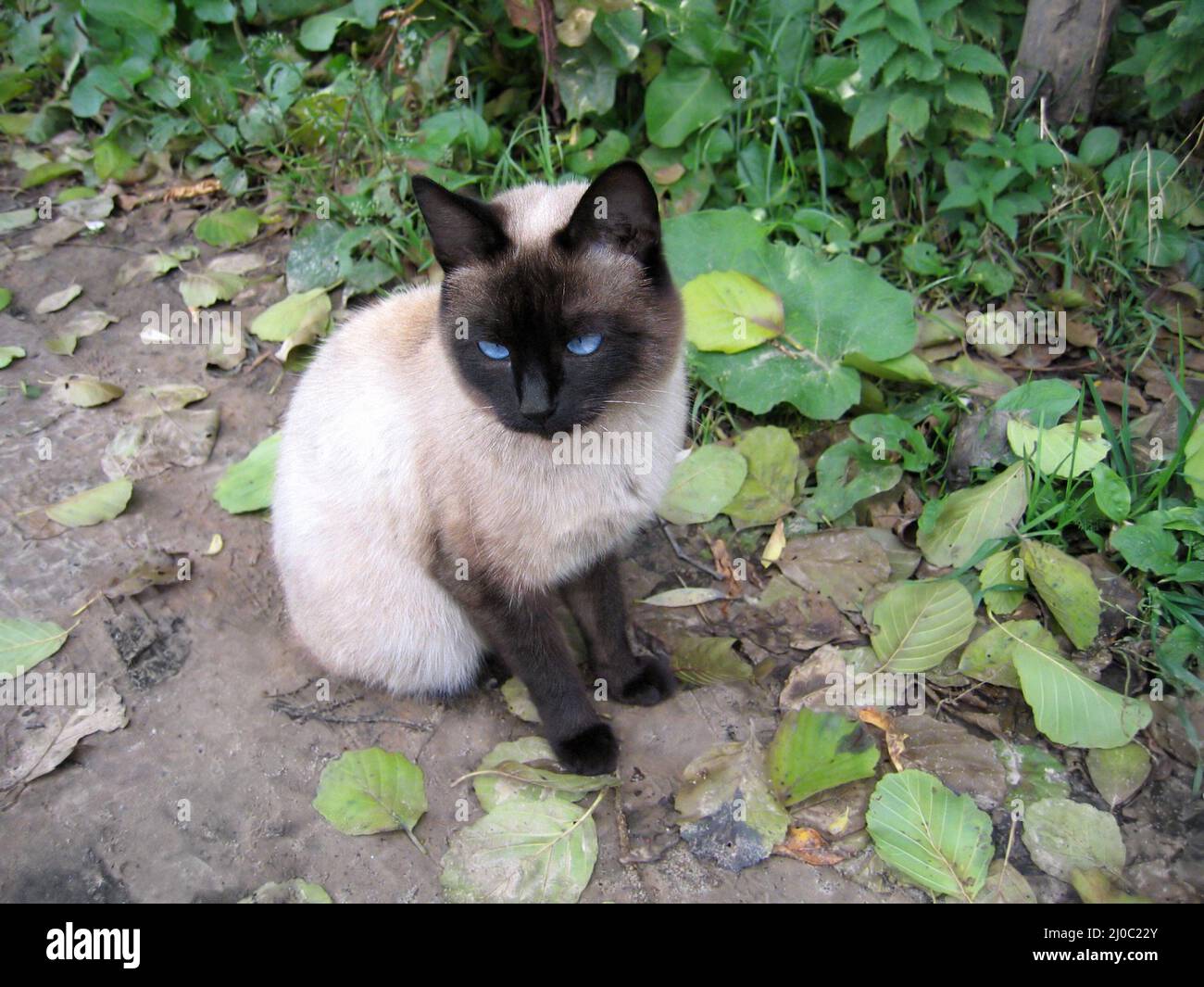 Purebred siamese cat hi-res stock photography and images - Alamy