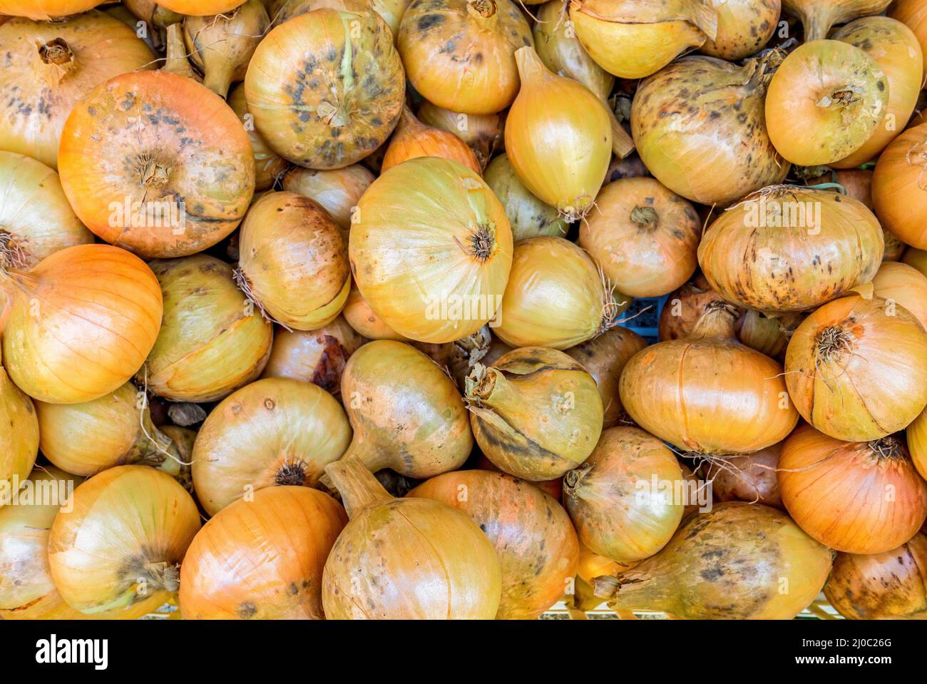 Lots of freshly picked golden onions. Golden background Stock Photo - Alamy