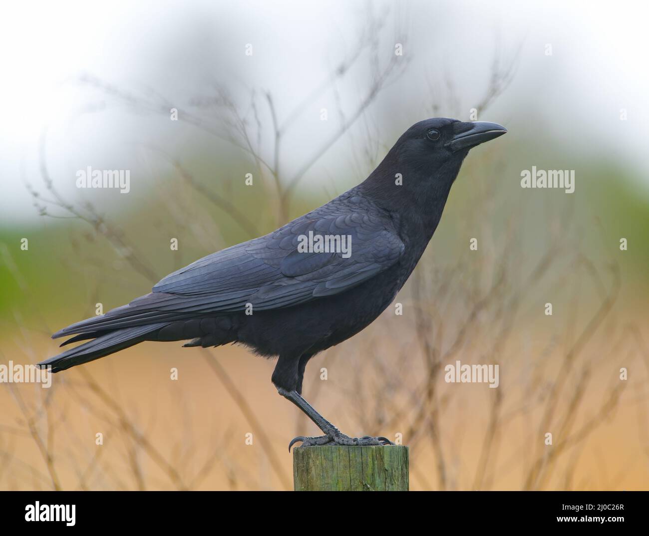 American crow fence post calling hi-res stock photography and images ...