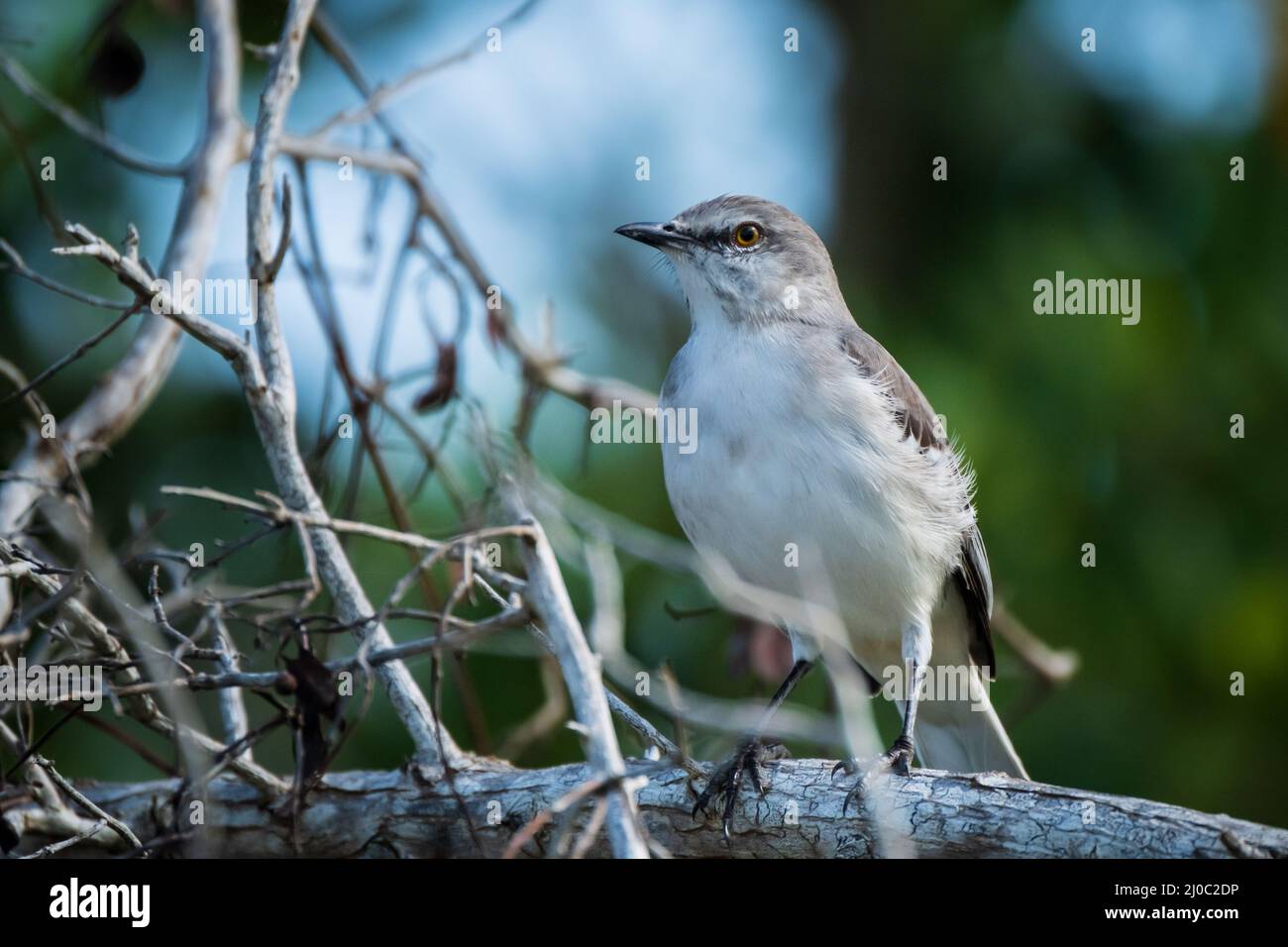 Cayman birds hi-res stock photography and images - Alamy