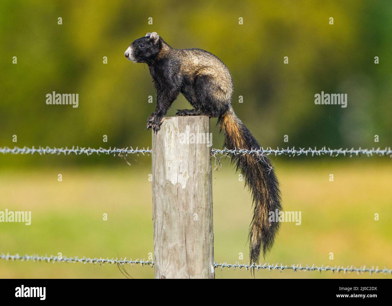 Shermans squirrel hi-res stock photography and images - Alamy