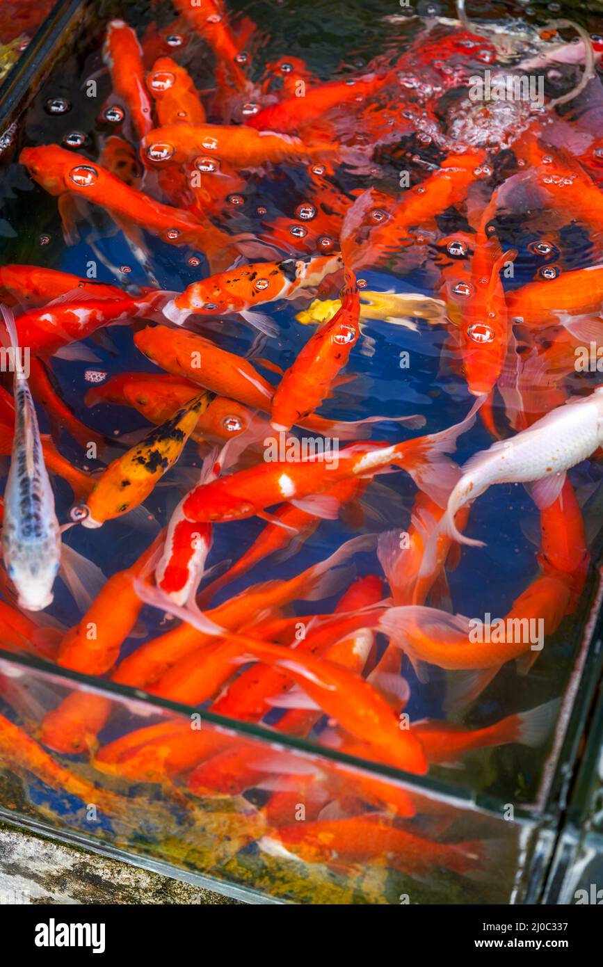 Tank raised fish hi-res stock photography and images - Alamy