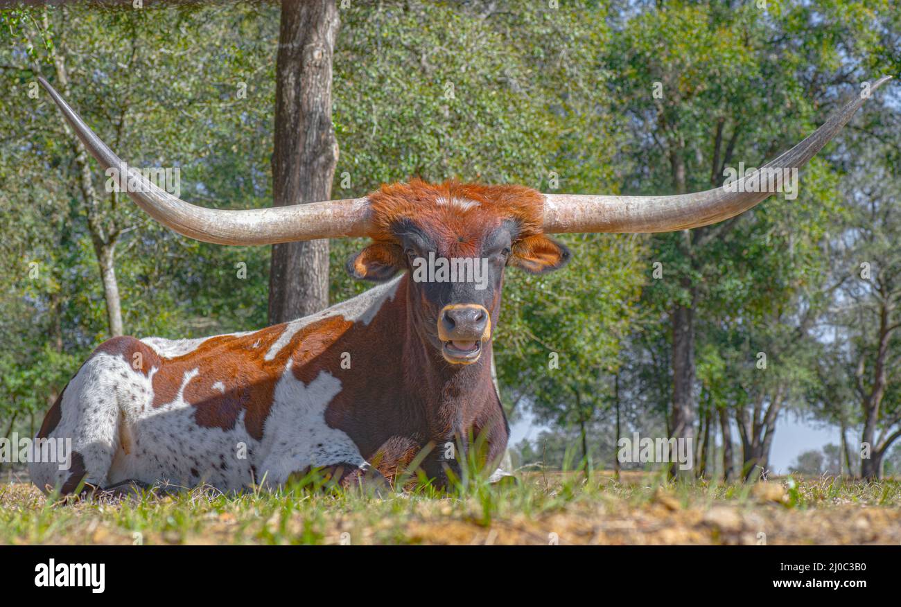 Longhorn eye hi-res stock photography and images - Alamy