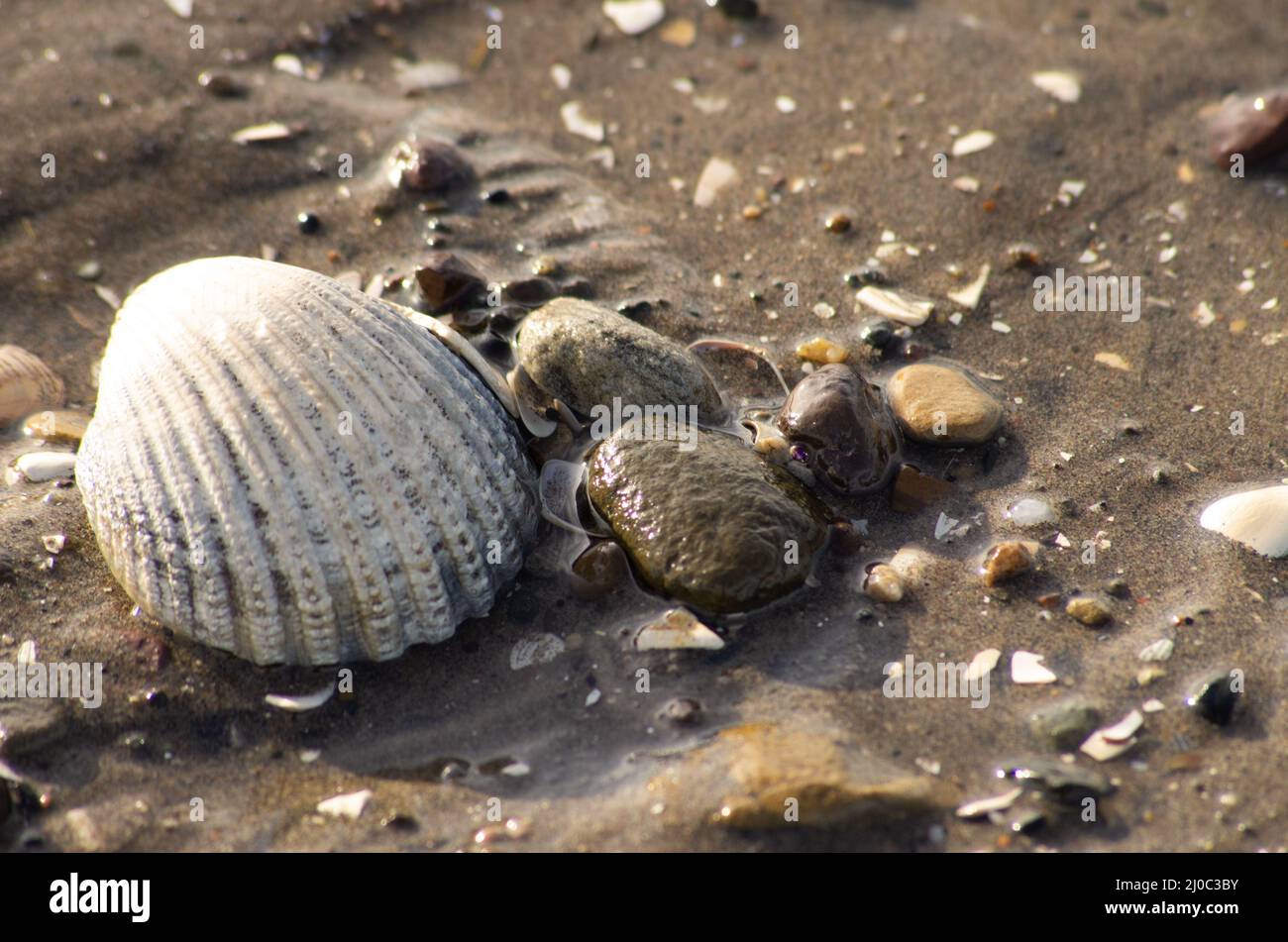 Seashell exposed on the beach at low tide Stock Photo - Alamy