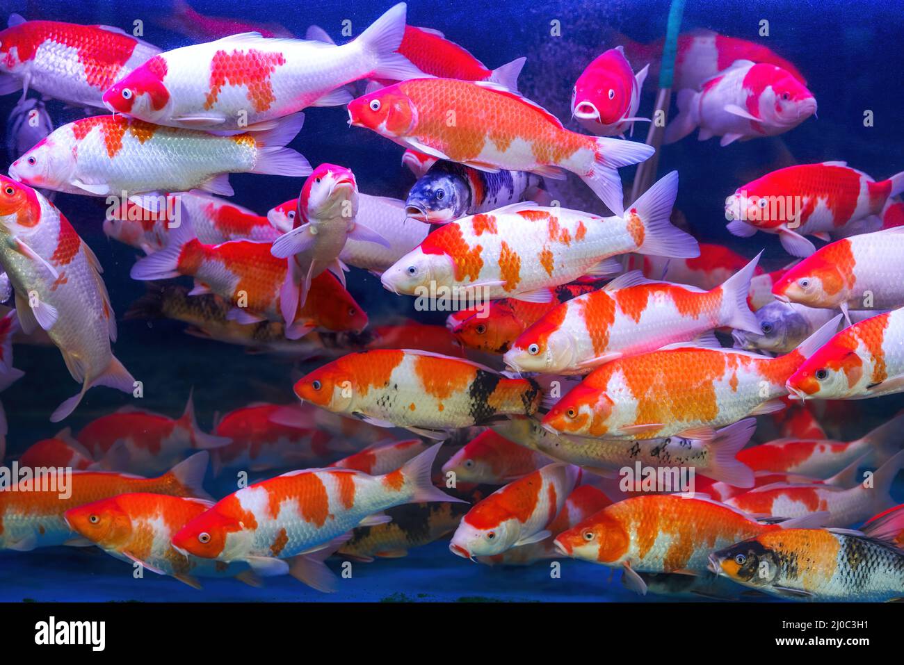 Close-up of big koi raised in fish tank Stock Photo - Alamy