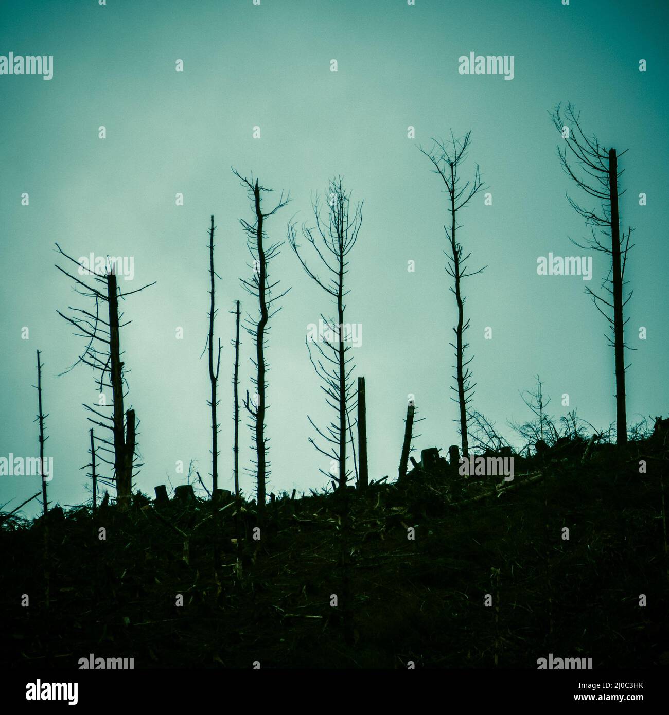 Burned trees after forest fire hi-res stock photography and images - Alamy