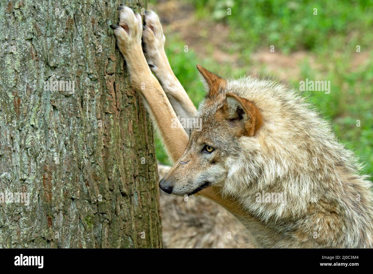 Real grey wolves hi-res stock photography and images - Alamy