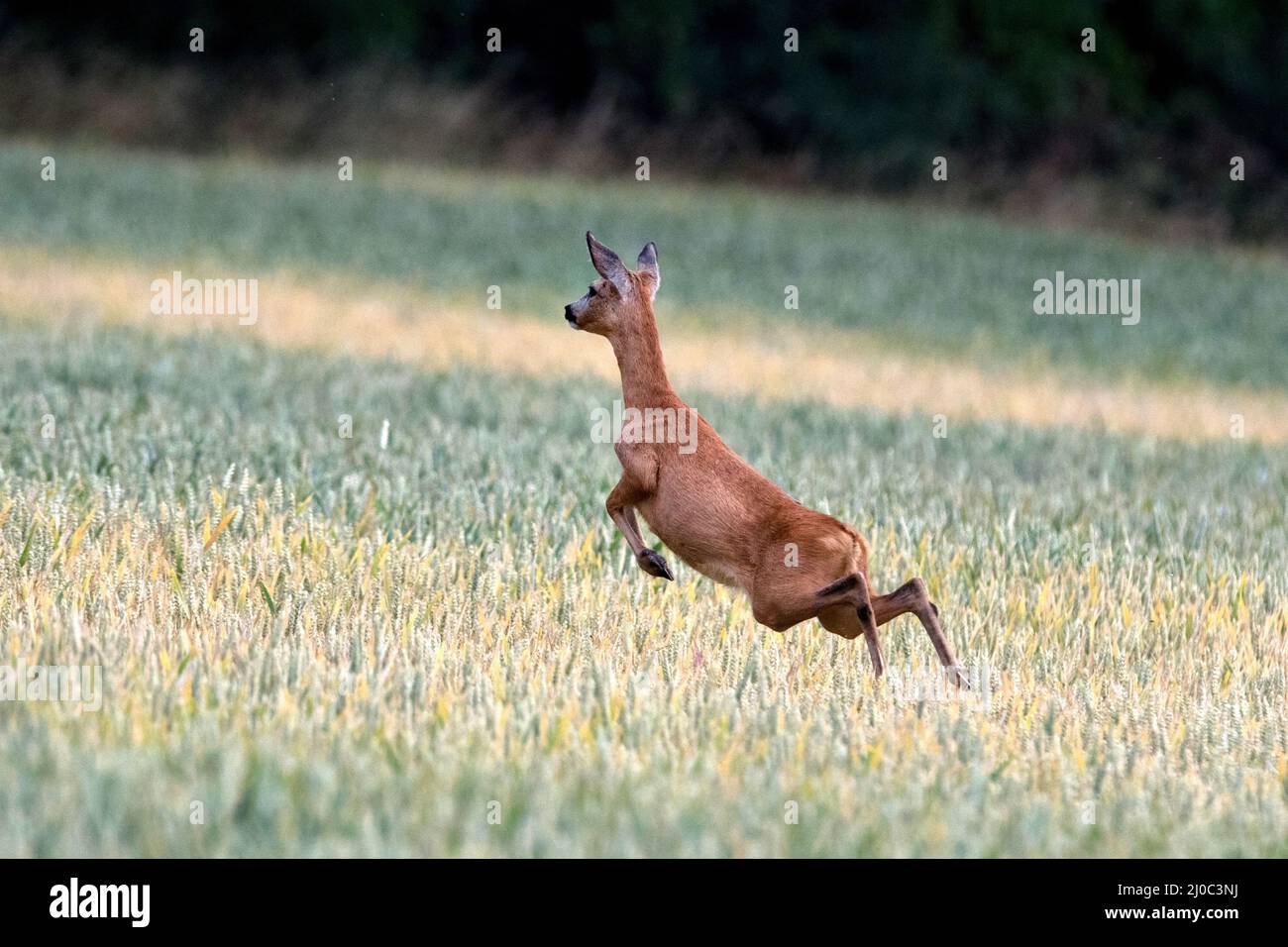 Ricke in the wheat hi-res stock photography and images - Alamy