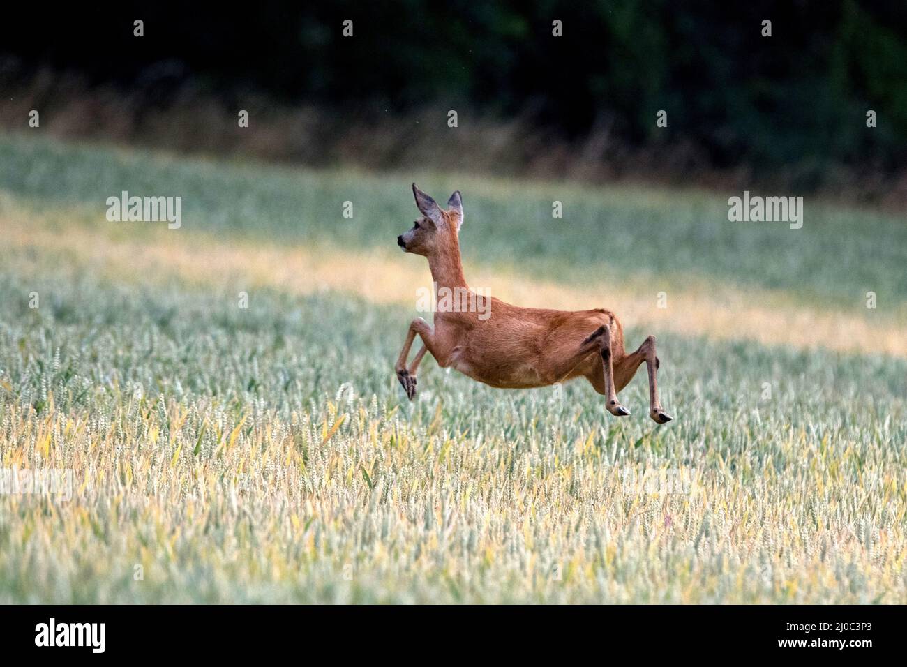 Brief ricke hi-res stock photography and images - Alamy