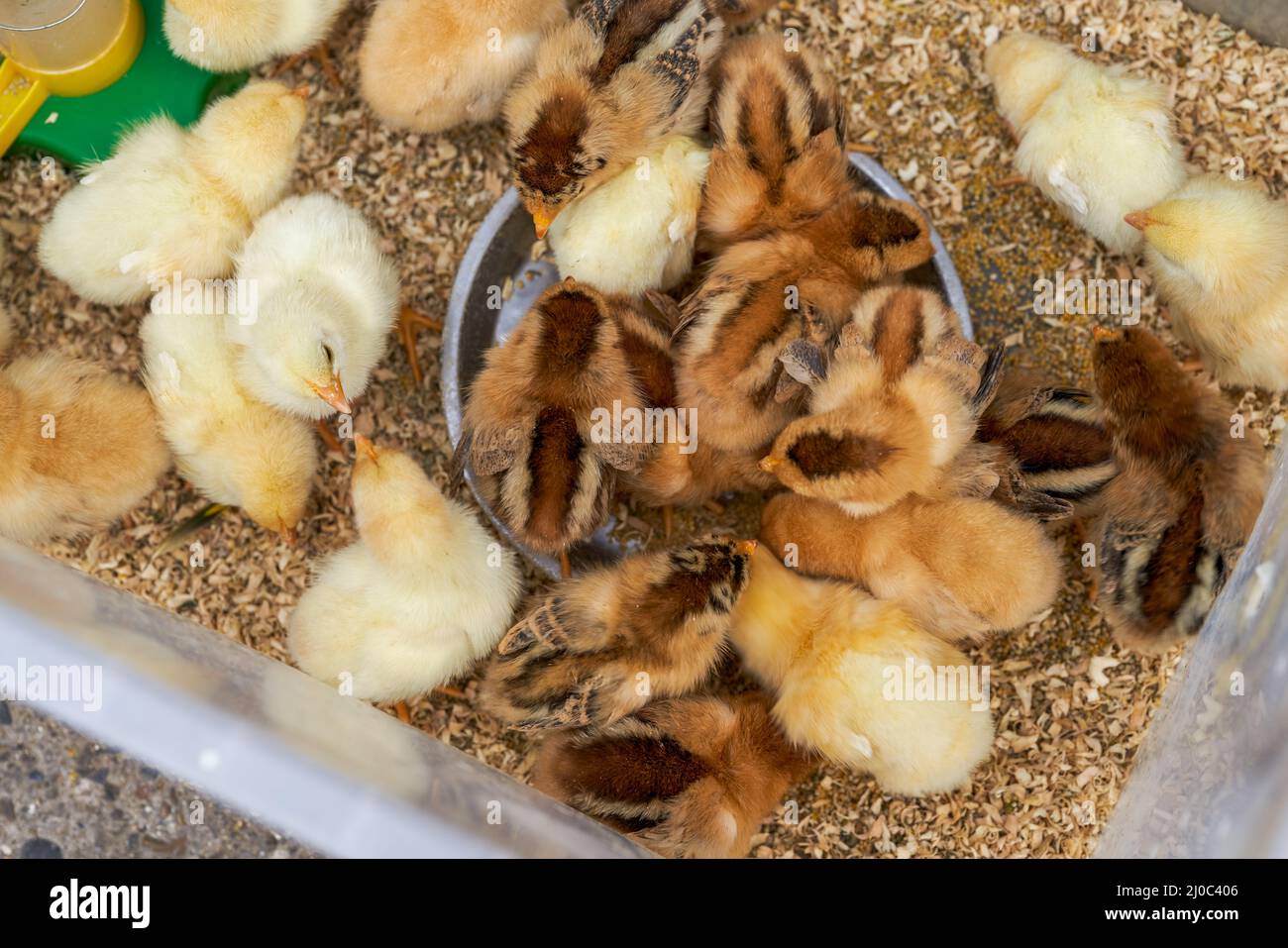Newly hatched flock of chicks close-up Stock Photo - Alamy