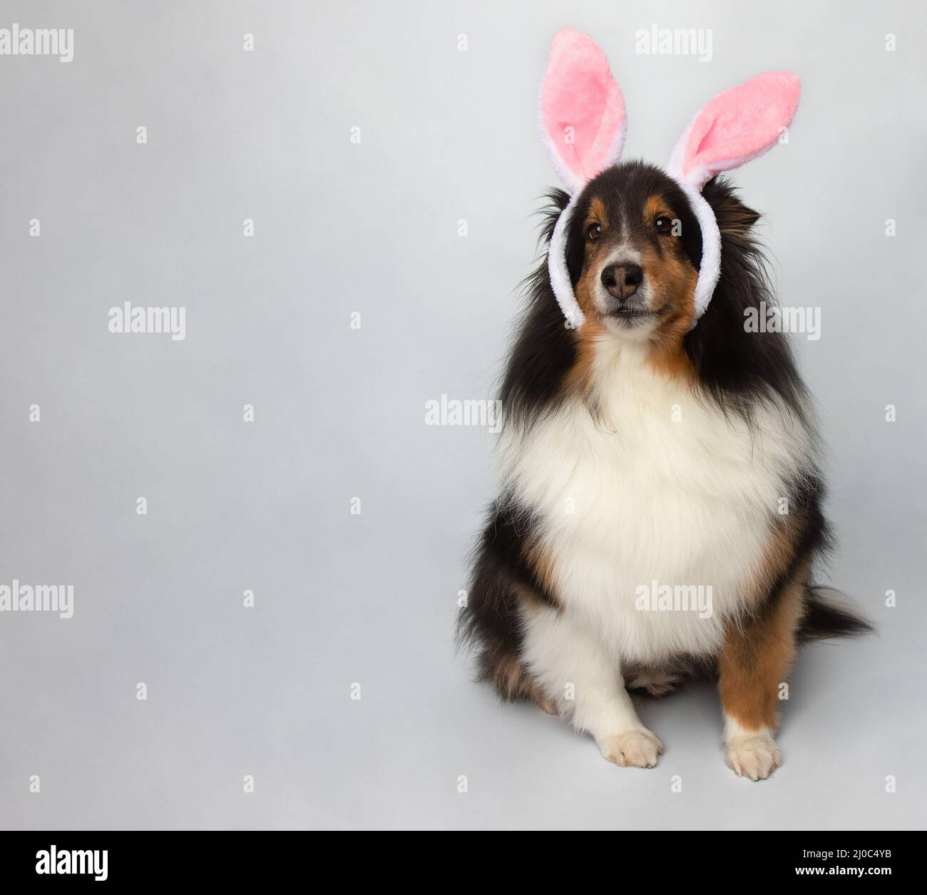 cute easter shetland sheepdog dog wearing bunny ears on white ...