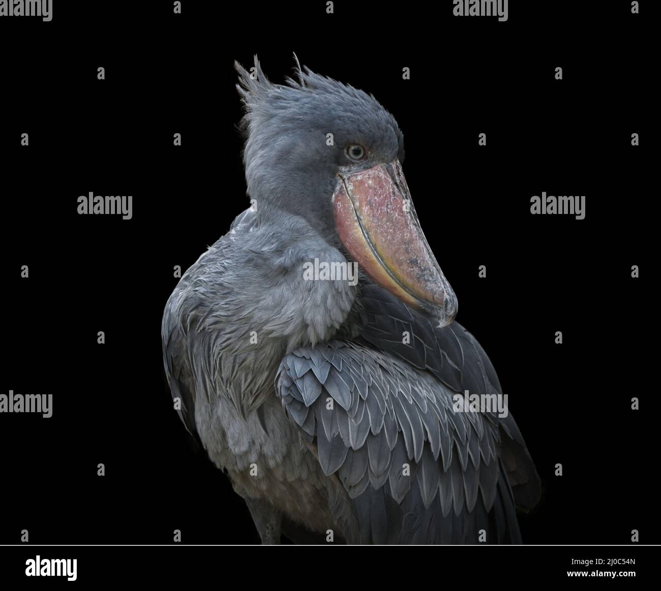 Shoebill human hi-res stock photography and images - Alamy