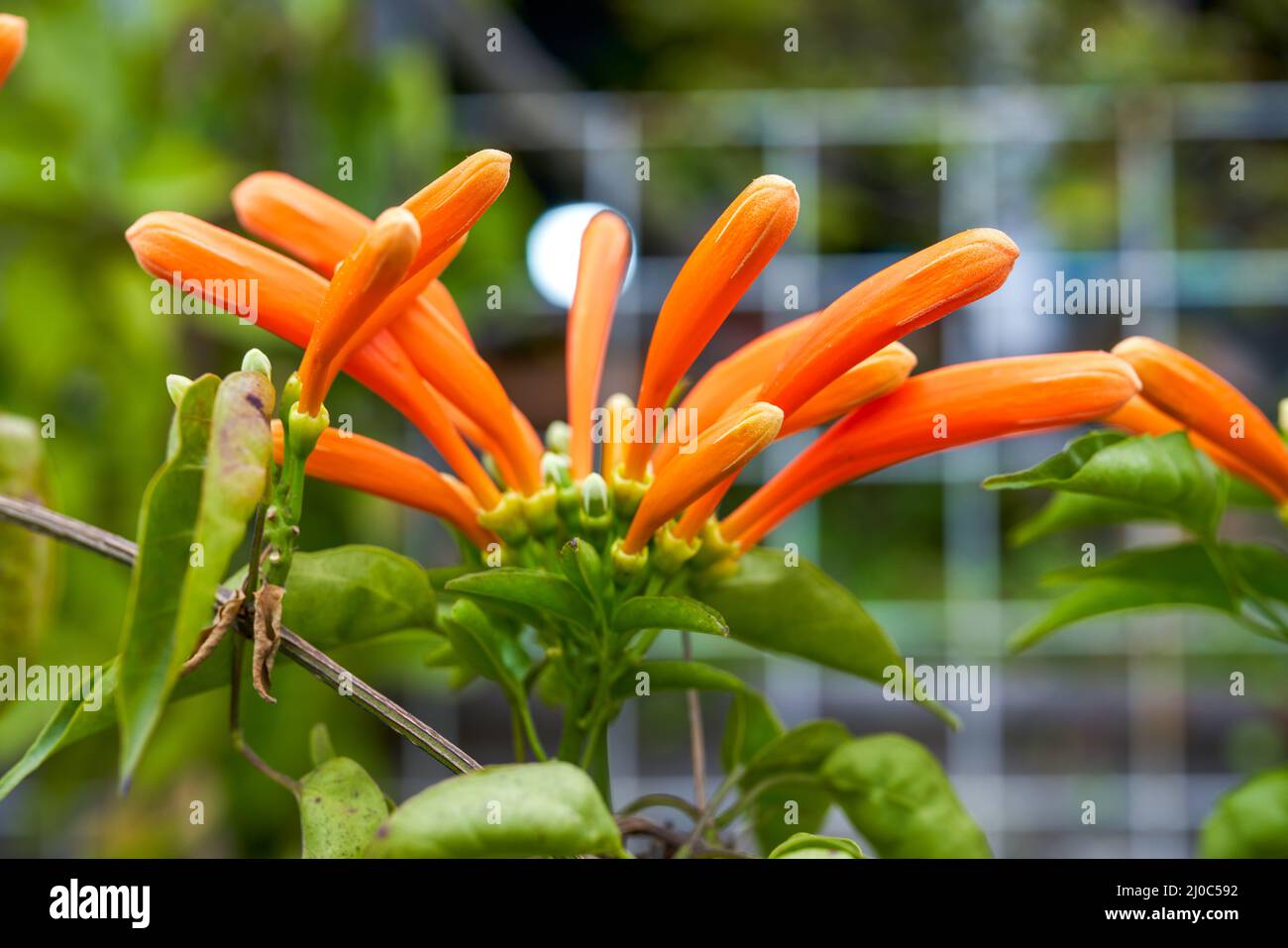 Close-up of a clump of blooming orange cannon flowers Stock Photo - Alamy