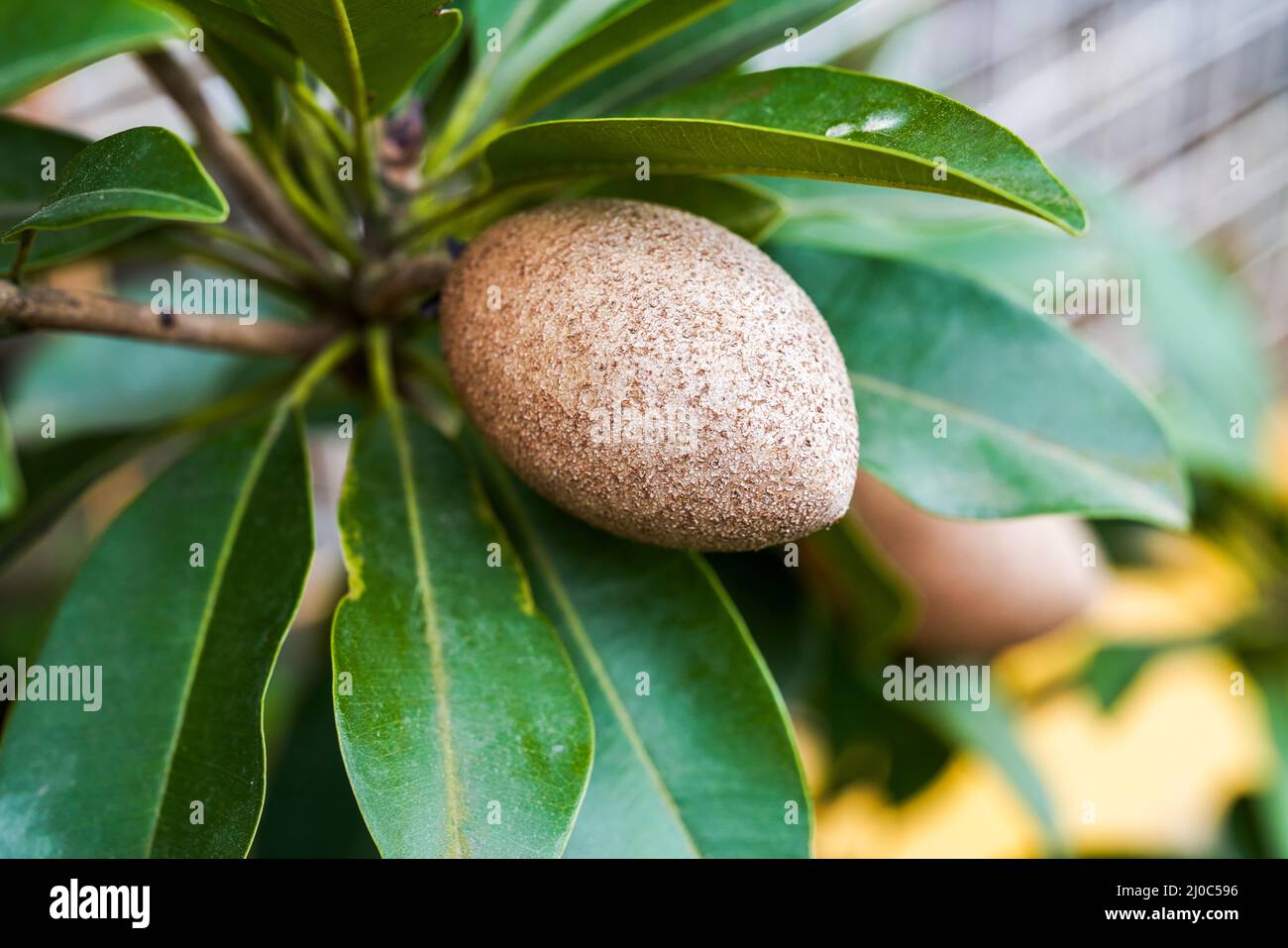 Ginseng fruit hi-res stock photography and images - Alamy
