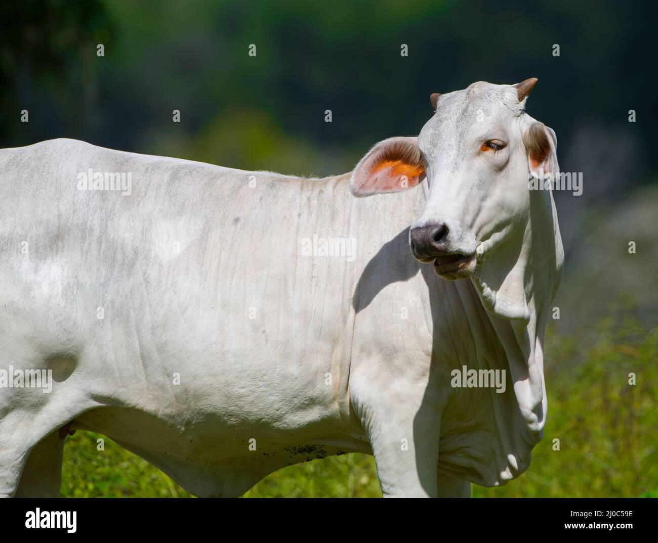 Animal asian zebu cattle hi-res stock photography and images - Alamy