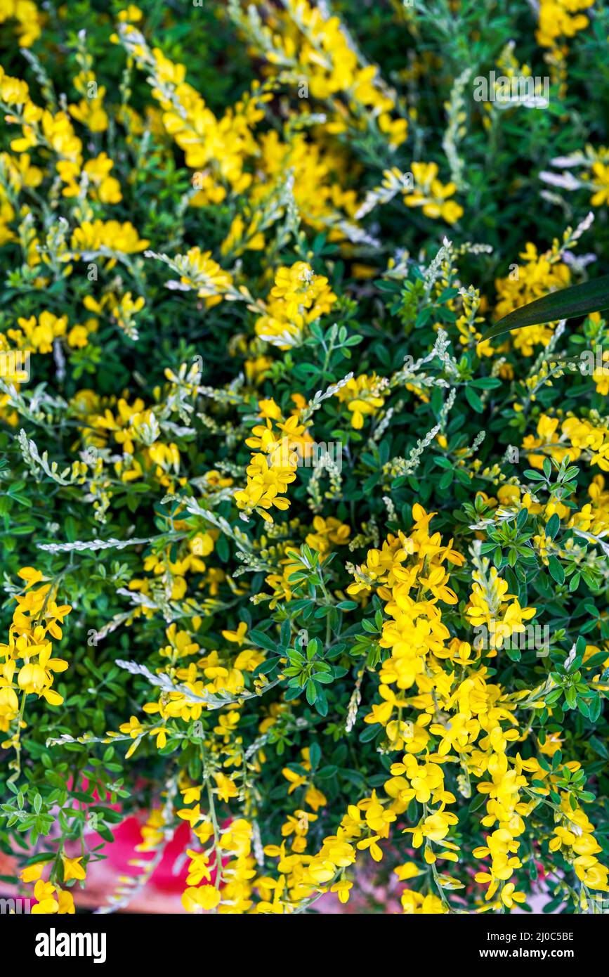 Common gorse spikes hi-res stock photography and images - Alamy