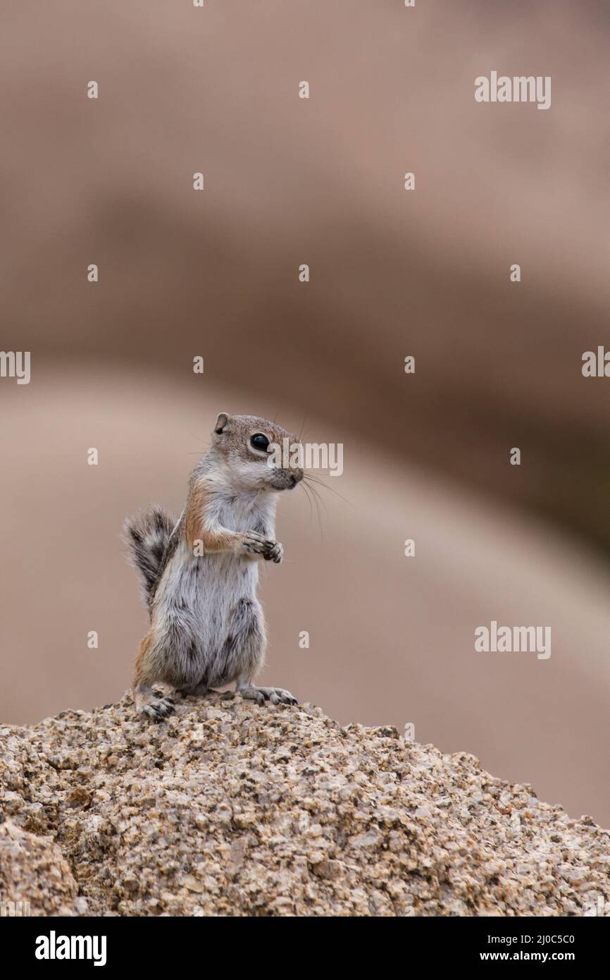 Chipmunk claws hi-res stock photography and images - Alamy