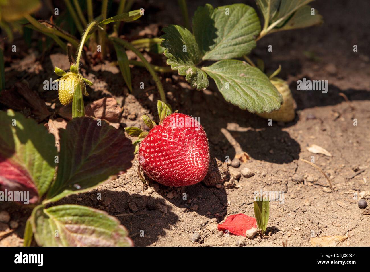 Strawberries small garden hi-res stock photography and images - Alamy