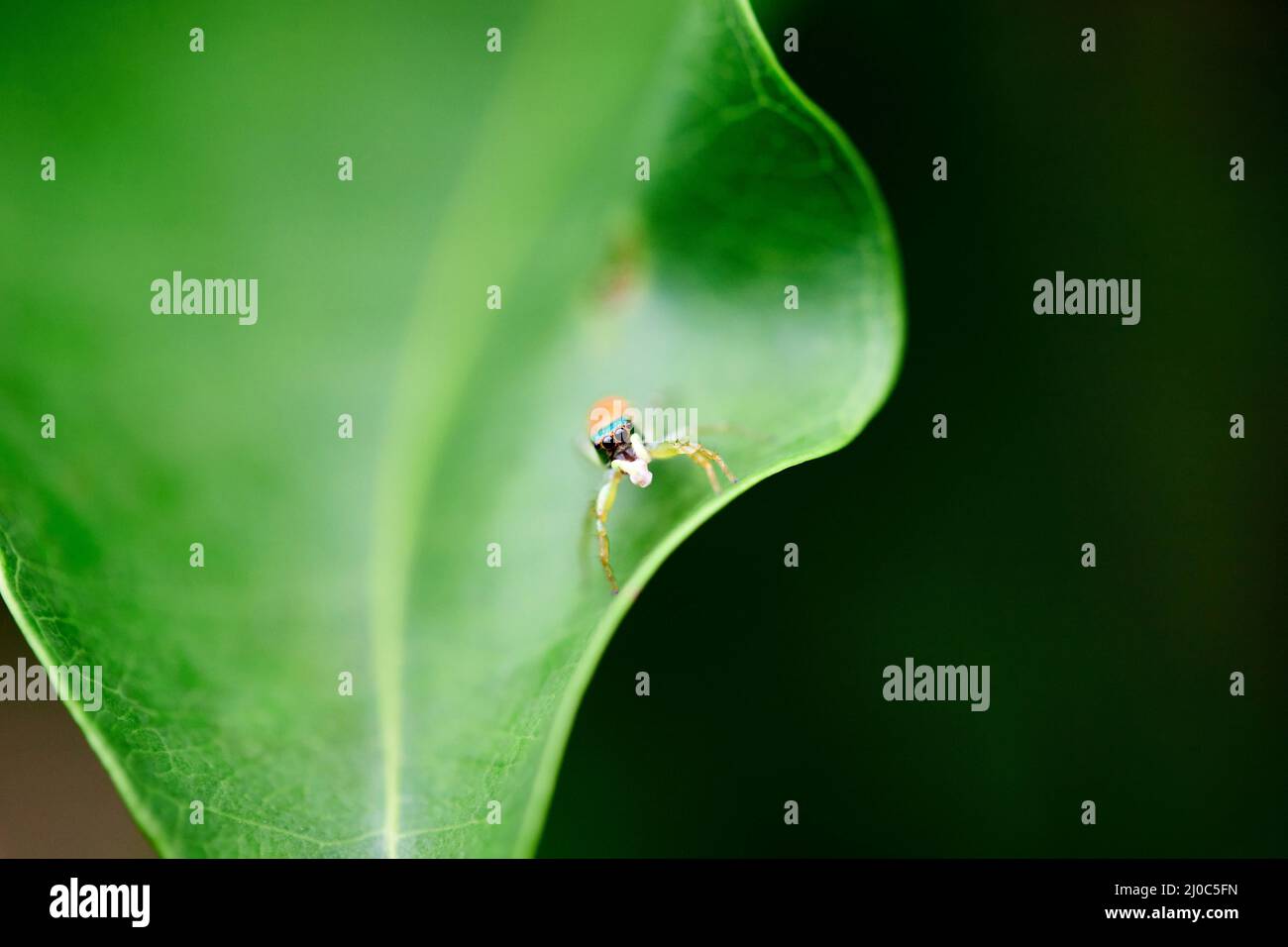 Close up spider hi-res stock photography and images - Alamy