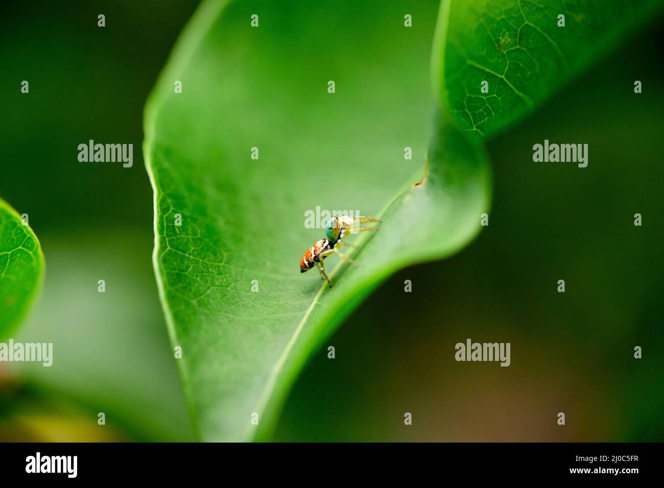 Spider climbing hi-res stock photography and images - Alamy