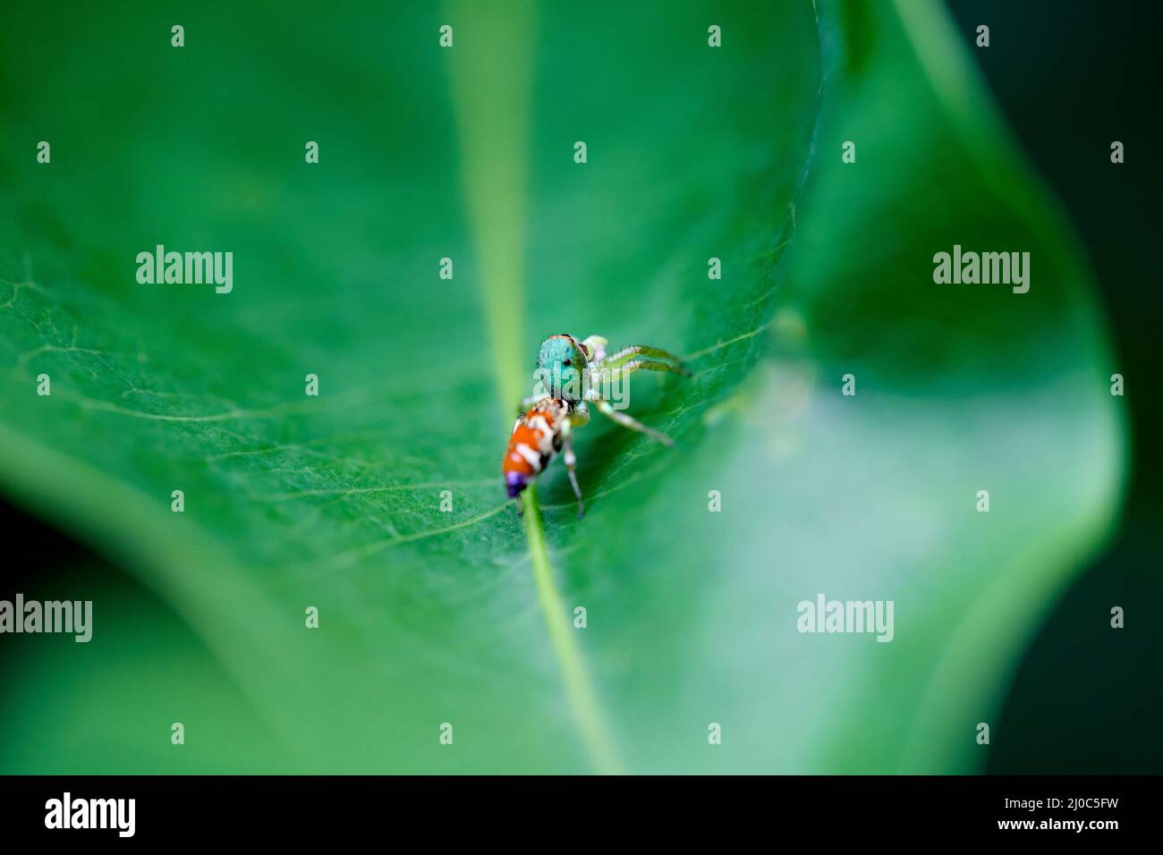 Close up spider hi-res stock photography and images - Alamy