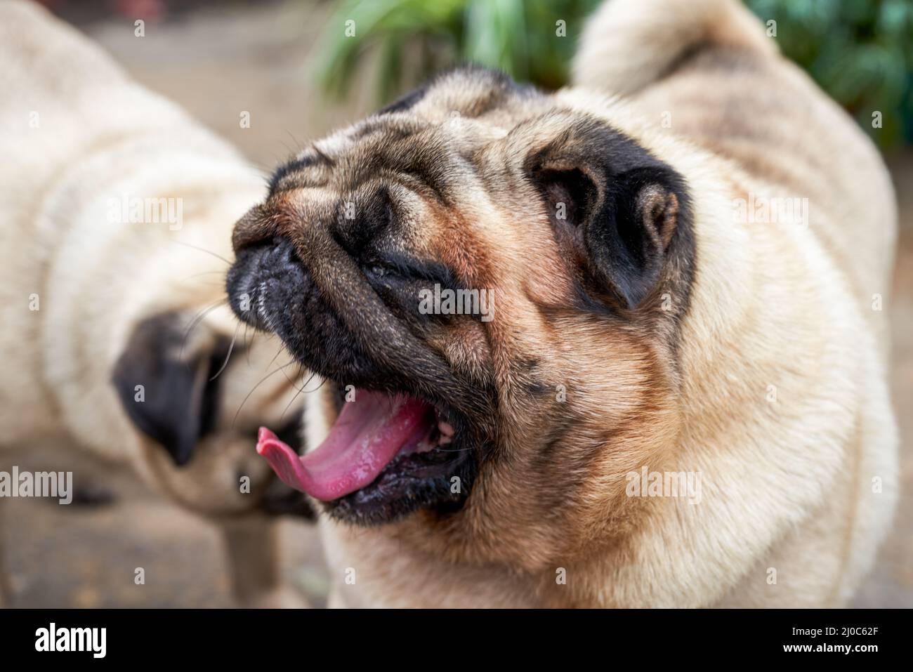 Close up sleeping wild wolf hi-res stock photography and images - Alamy