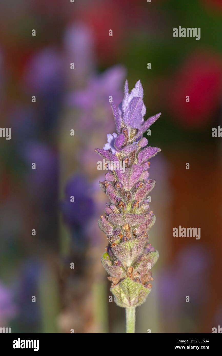 Lavender (Lavandula dentata) macro detail Stock Photo - Alamy