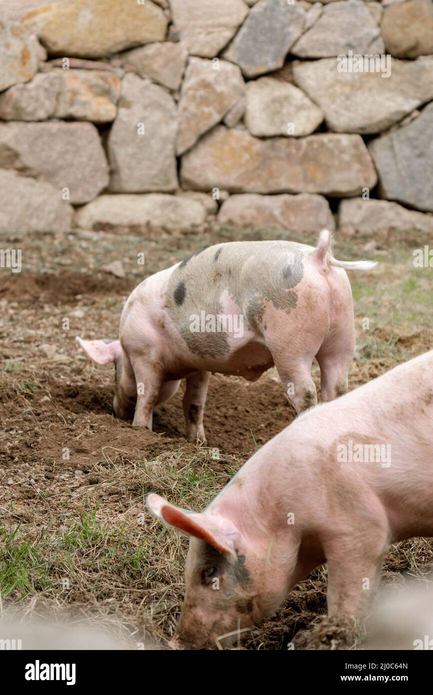 two cute pigs digging in the mud Stock Photo - Alamy