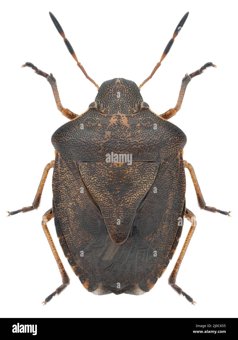 Bug peribalus vernalis hi-res stock photography and images - Alamy